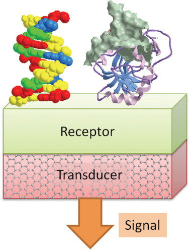 Graphene field effect transistor biosensors – Graphenea